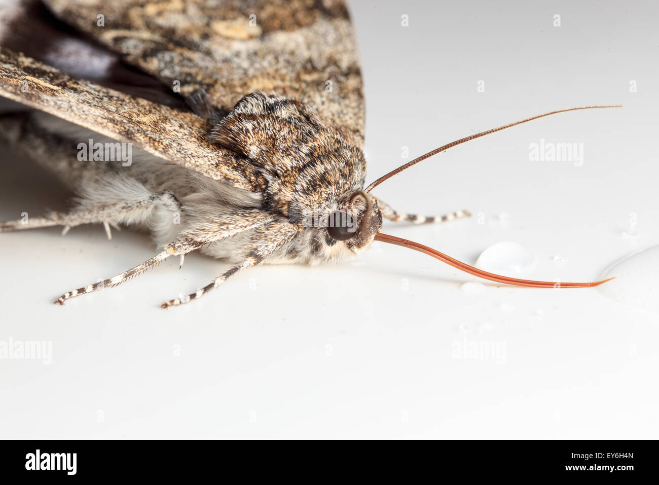 Catocala fraxini, Blue underwing. Butterfly Stock Photo - Alamy