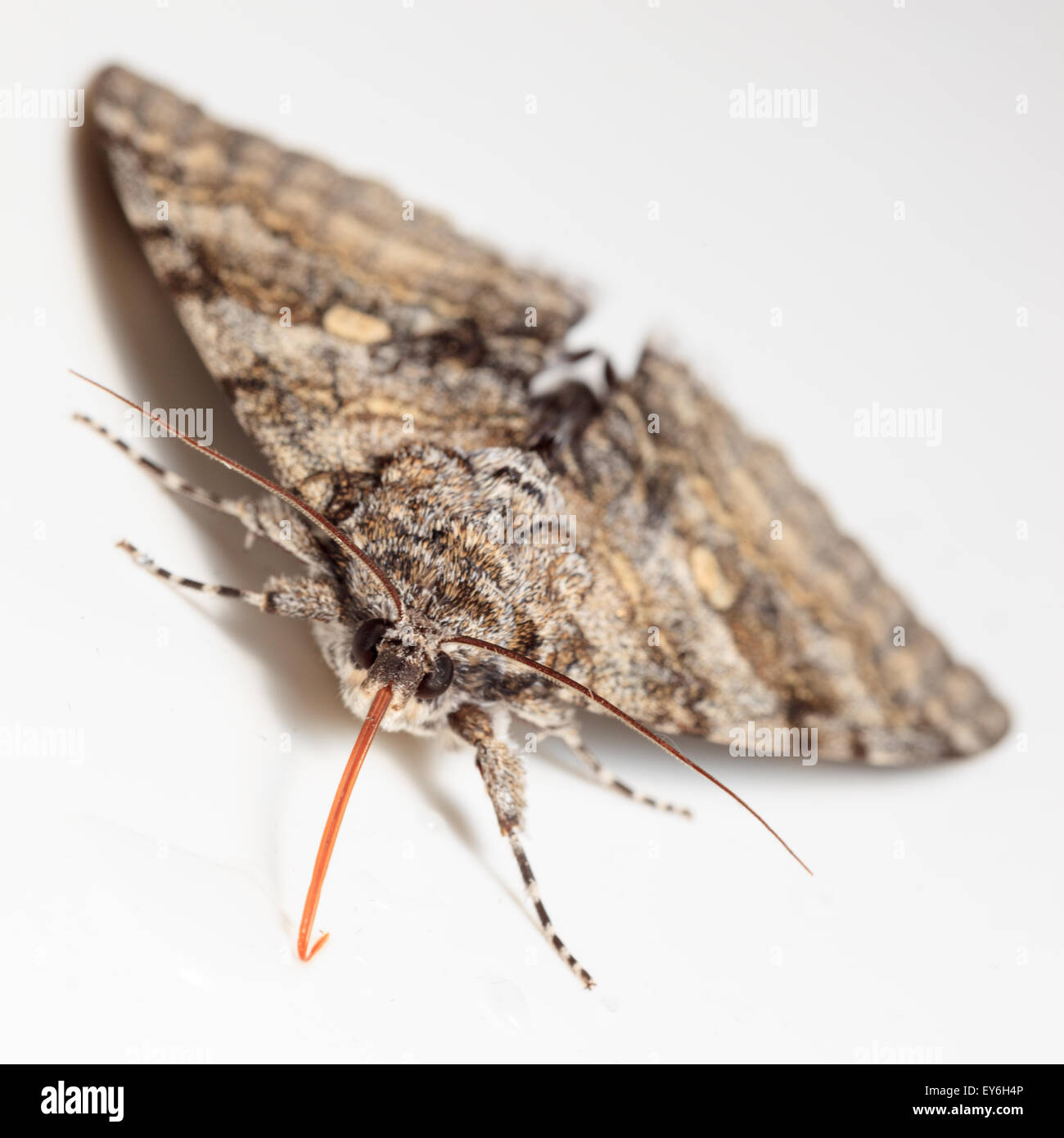 Underwing butterfly hi-res stock photography and images - Alamy