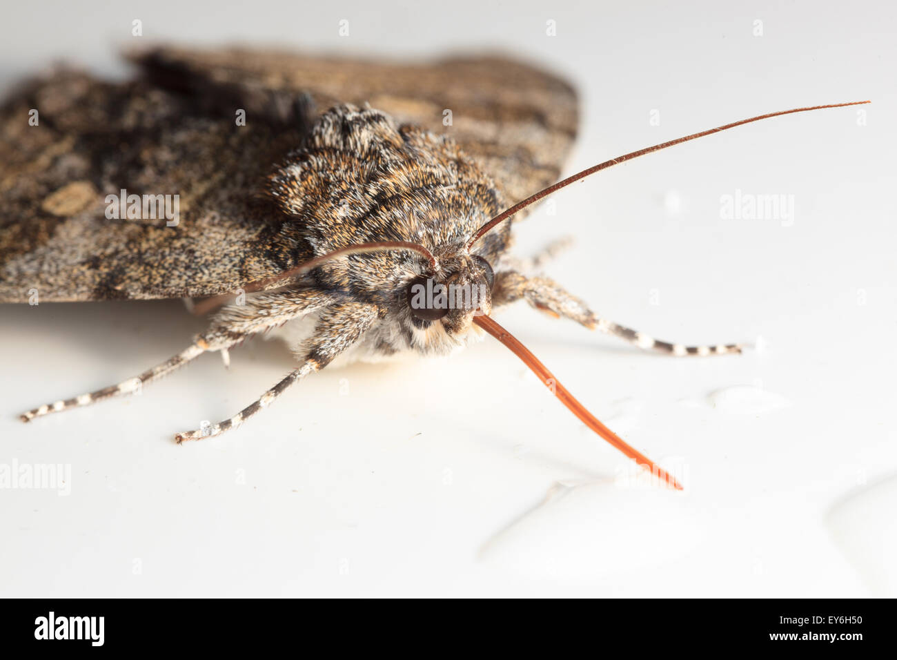 Catocala fraxini, Blue underwing. Butterfly Stock Photo - Alamy