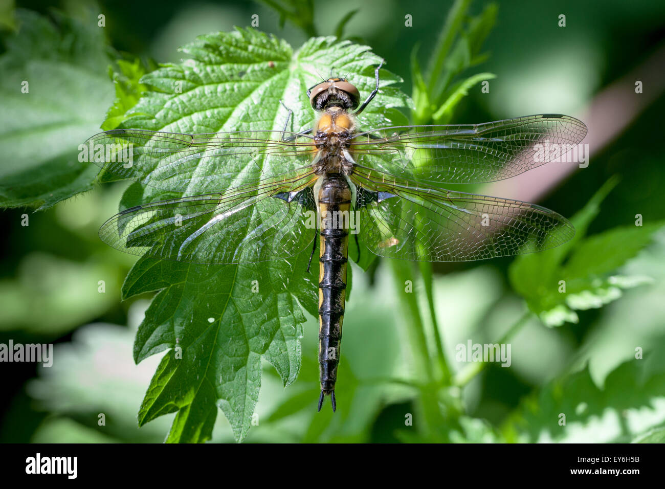 Epitheca bimaculata, Eurasian Baskettail. dragonfly Stock Photo - Alamy