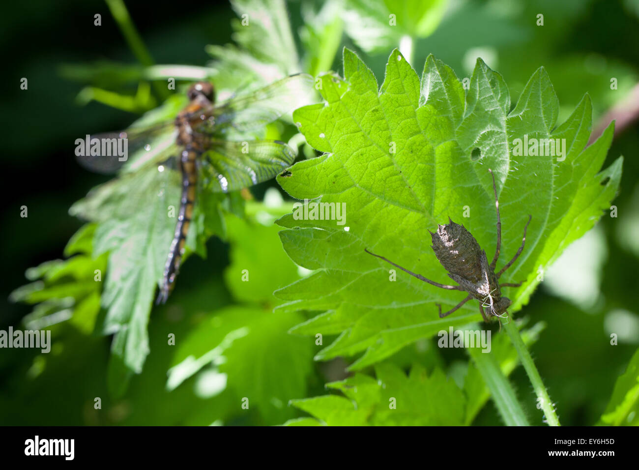 Epitheca bimaculata, Eurasian Baskettail. dragonfly Stock Photo - Alamy