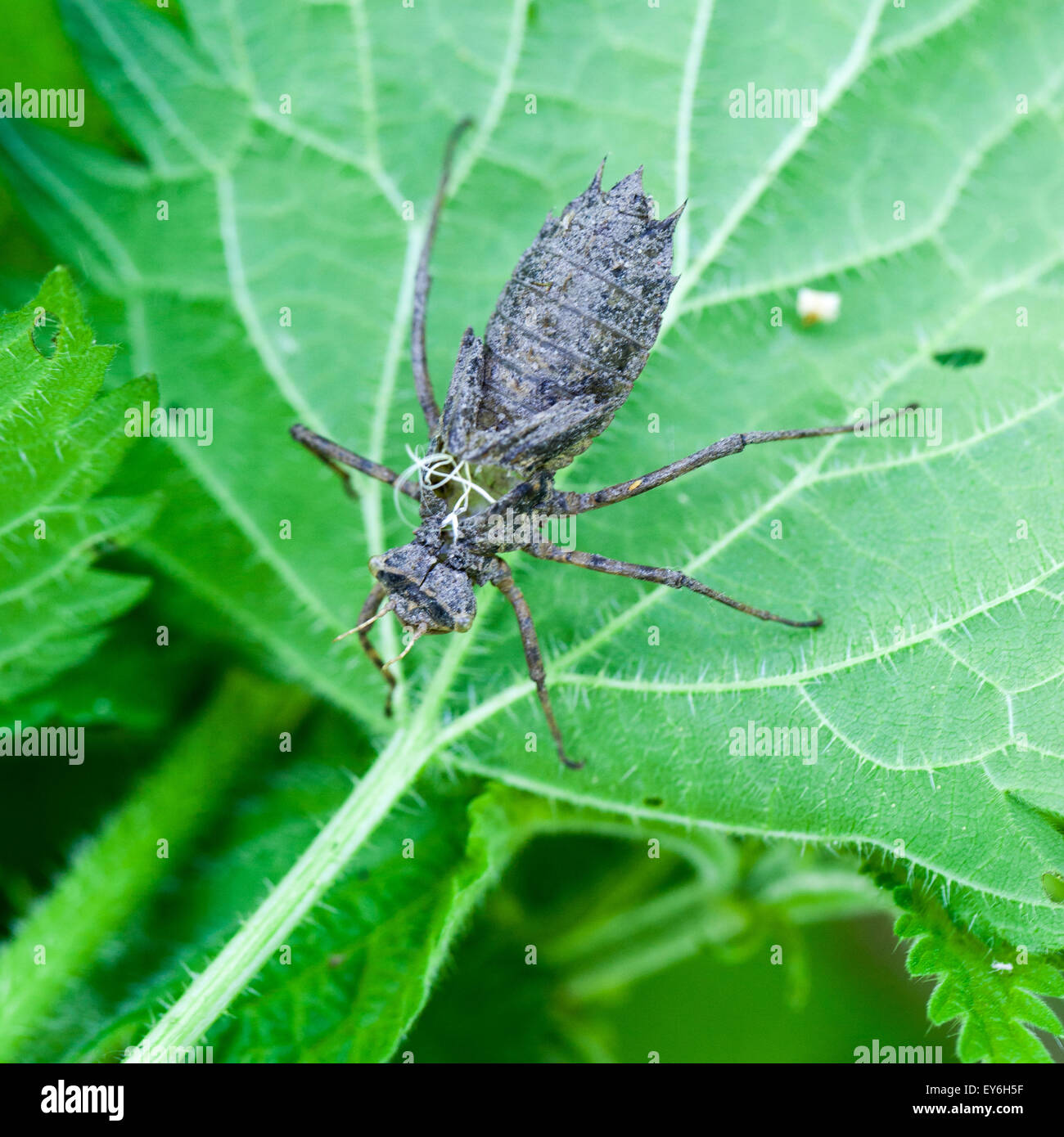Epitheca bimaculata, Eurasian Baskettail. dragonfly Stock Photo - Alamy