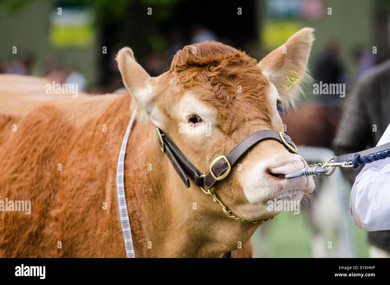 Led By The Nose Stock Photos & Led By The Nose Stock Images - Alamy