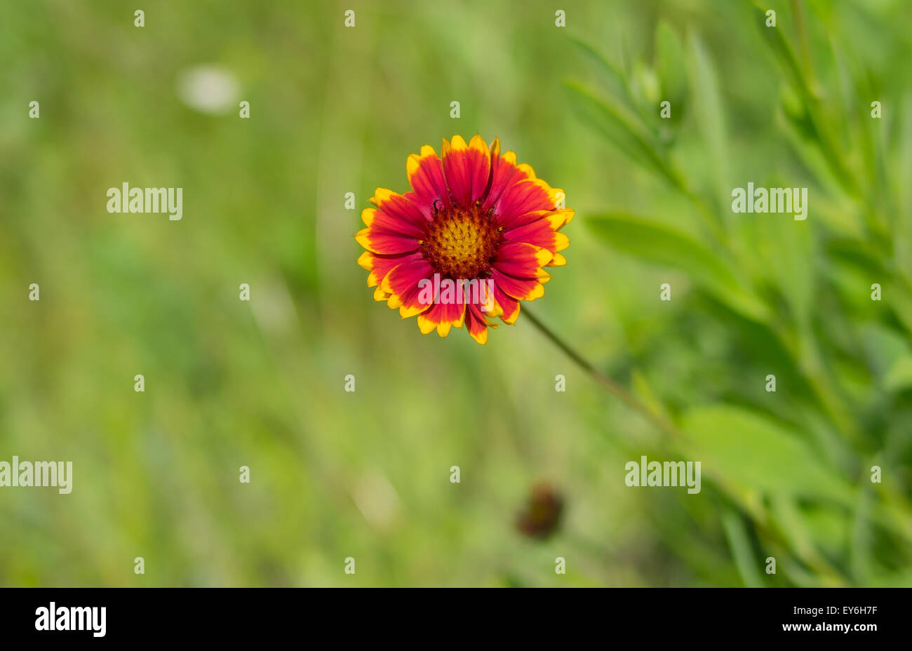 Indian flower field hi-res stock photography and images - Alamy