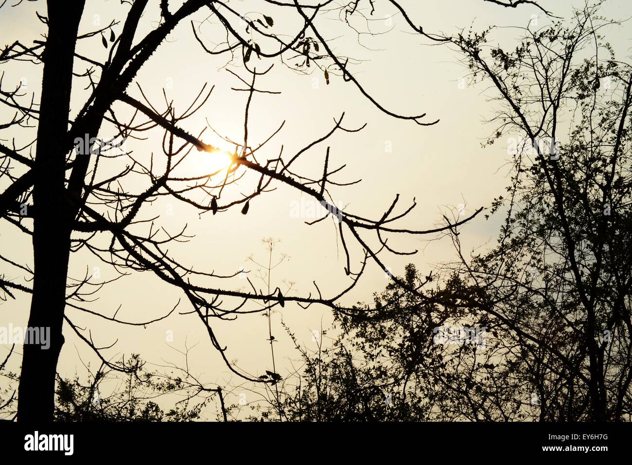 Jungle shadow hi-res stock photography and images - Alamy