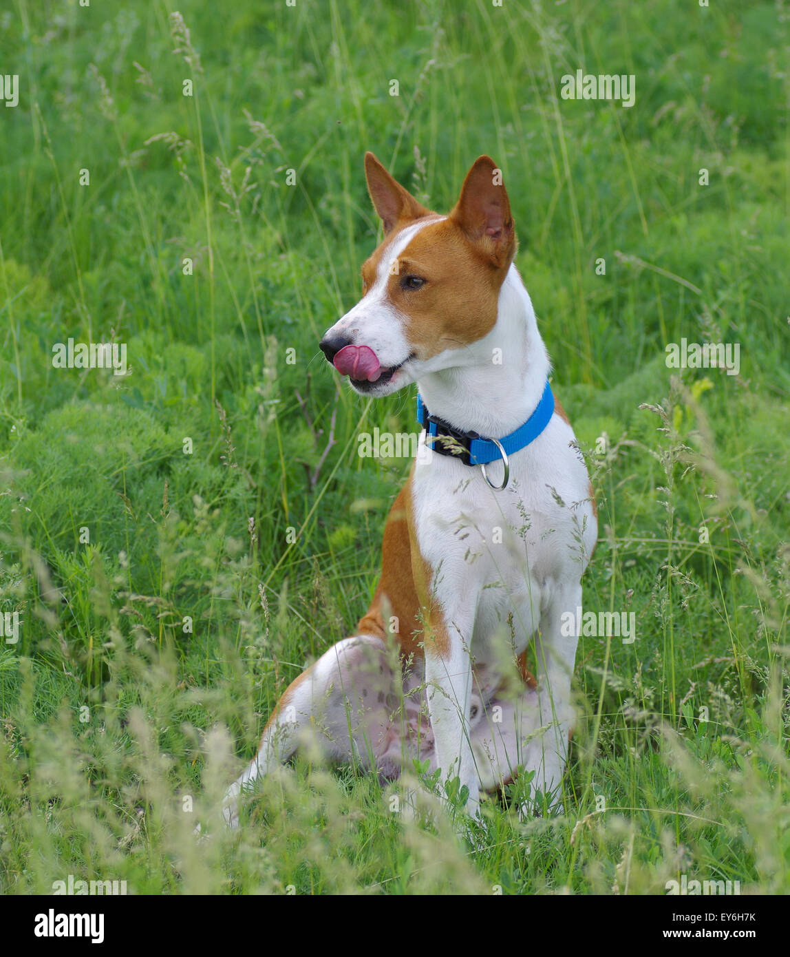 Cute basenji dog having rest in spring herbs Stock Photo - Alamy