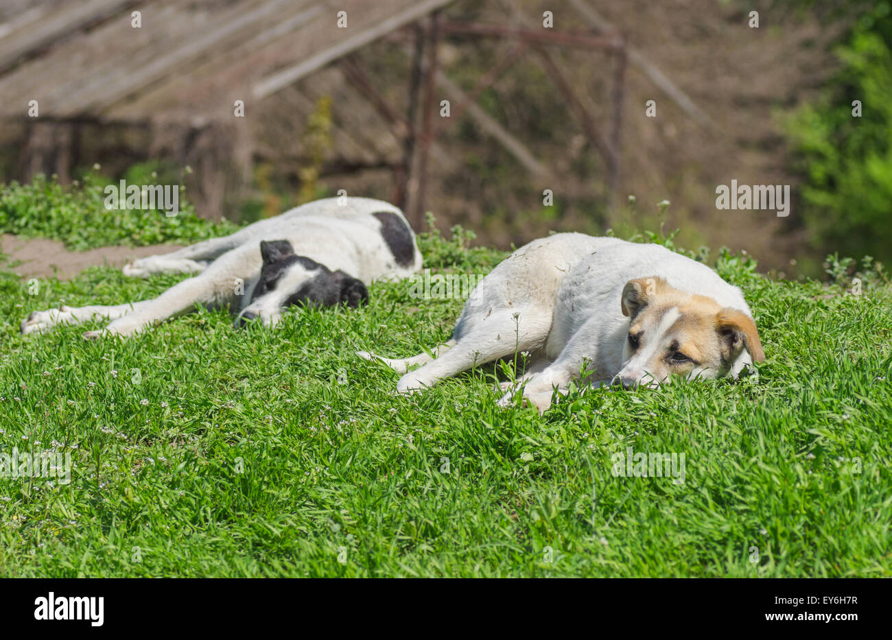 Pair of stray dogs relaxes under warm spring sun Stock Photo - Alamy