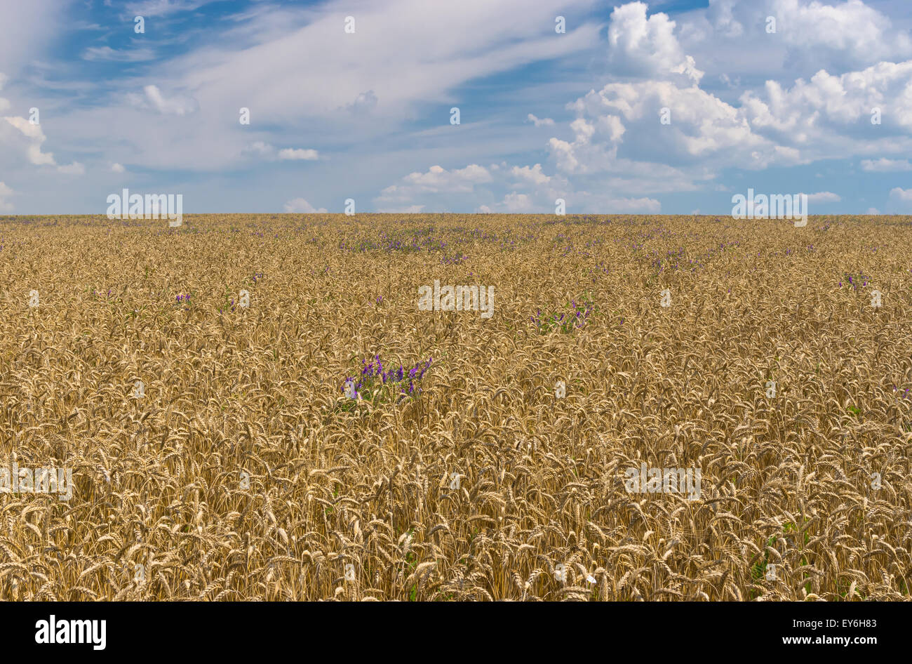 Ukrainian rural landscape wheat field hi-res stock photography and ...