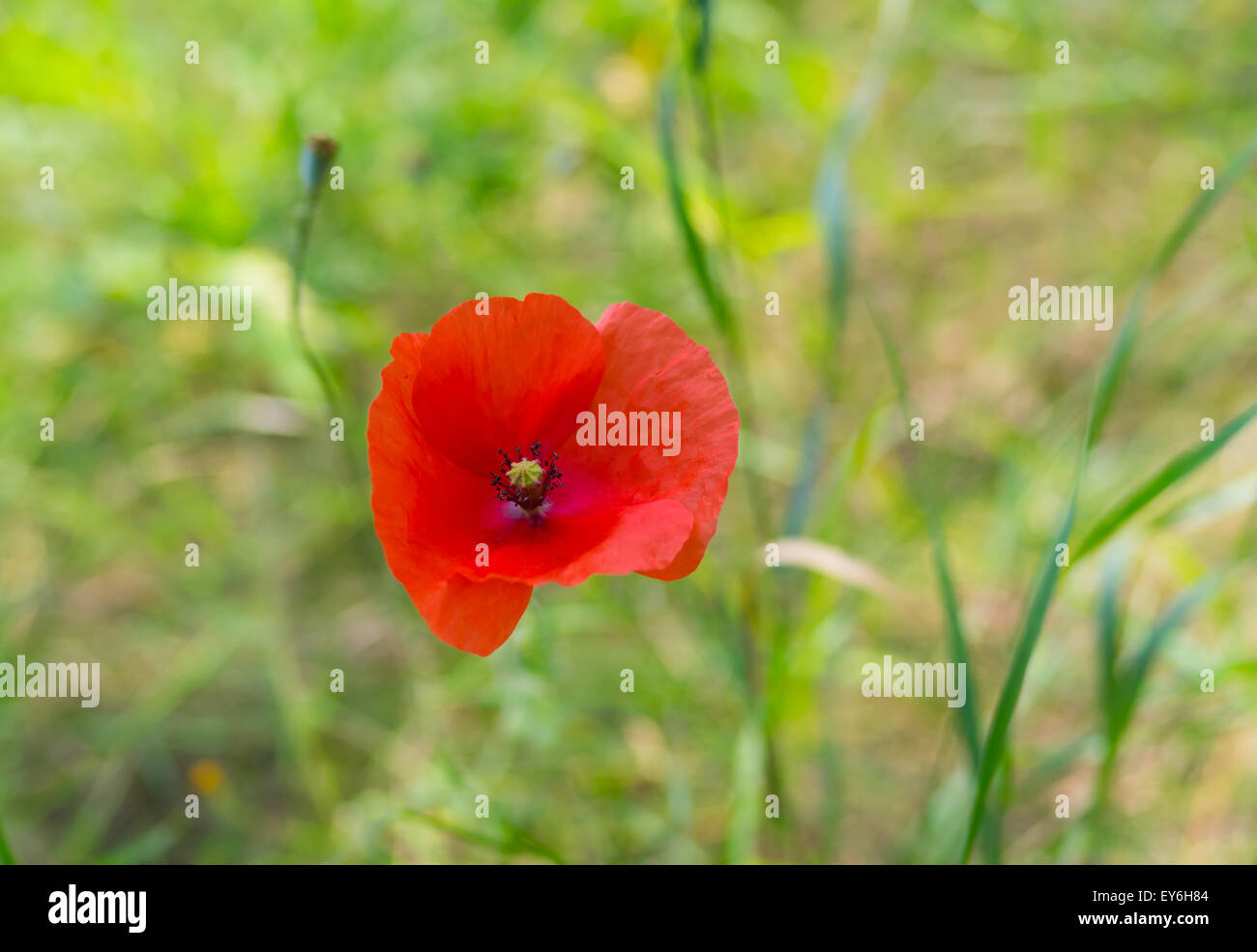 Lonely red poppy in wild herb at summer season Stock Photo - Alamy