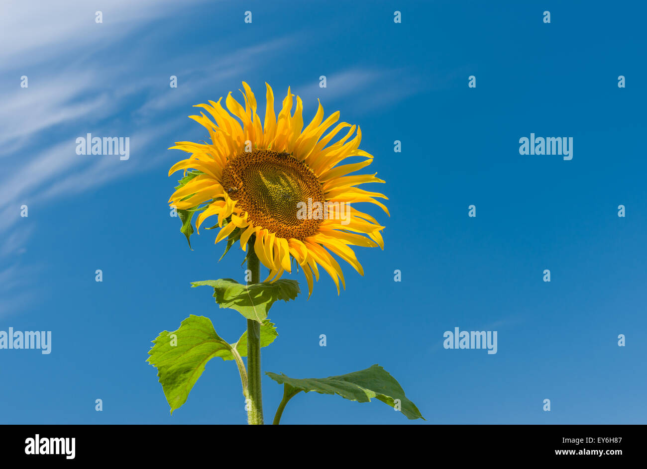 Classic Ukrainian symbol - beautiful sunflower at flowering time ...