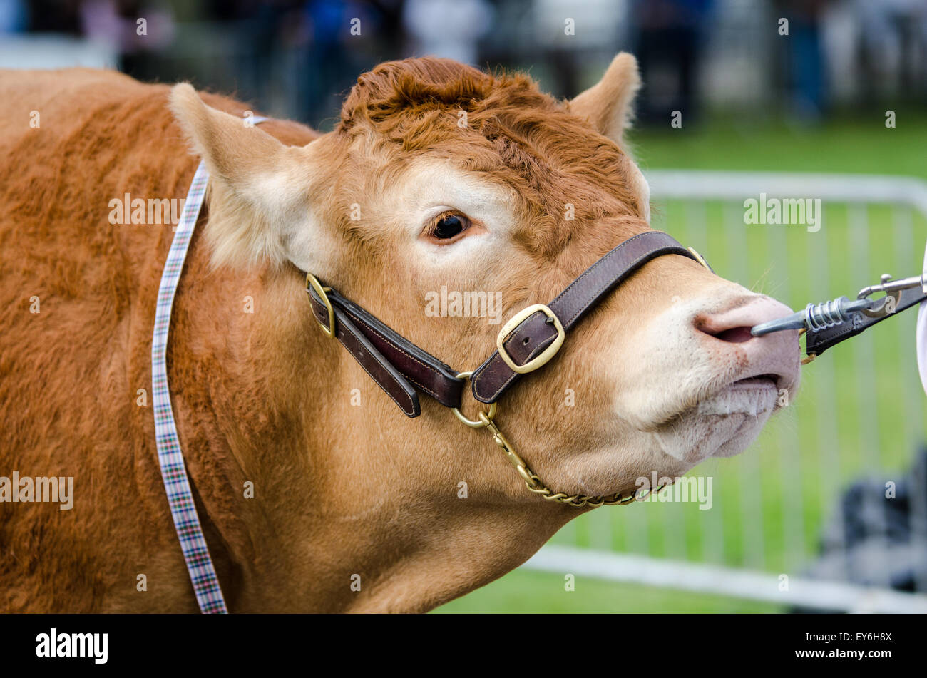 Close-up of bull being led around the ring and judged at agricultural ...