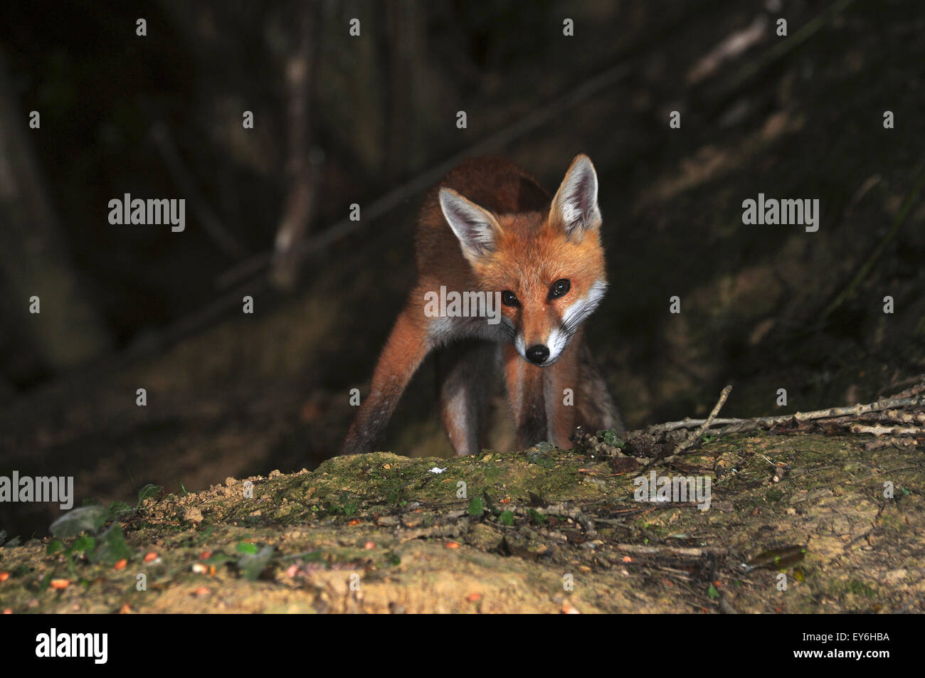 Animal mammal watching wildlife hi-res stock photography and images - Alamy