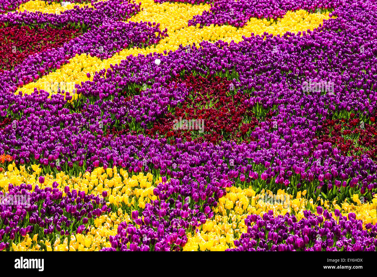 Tulips in Istanbul Stock Photo - Alamy