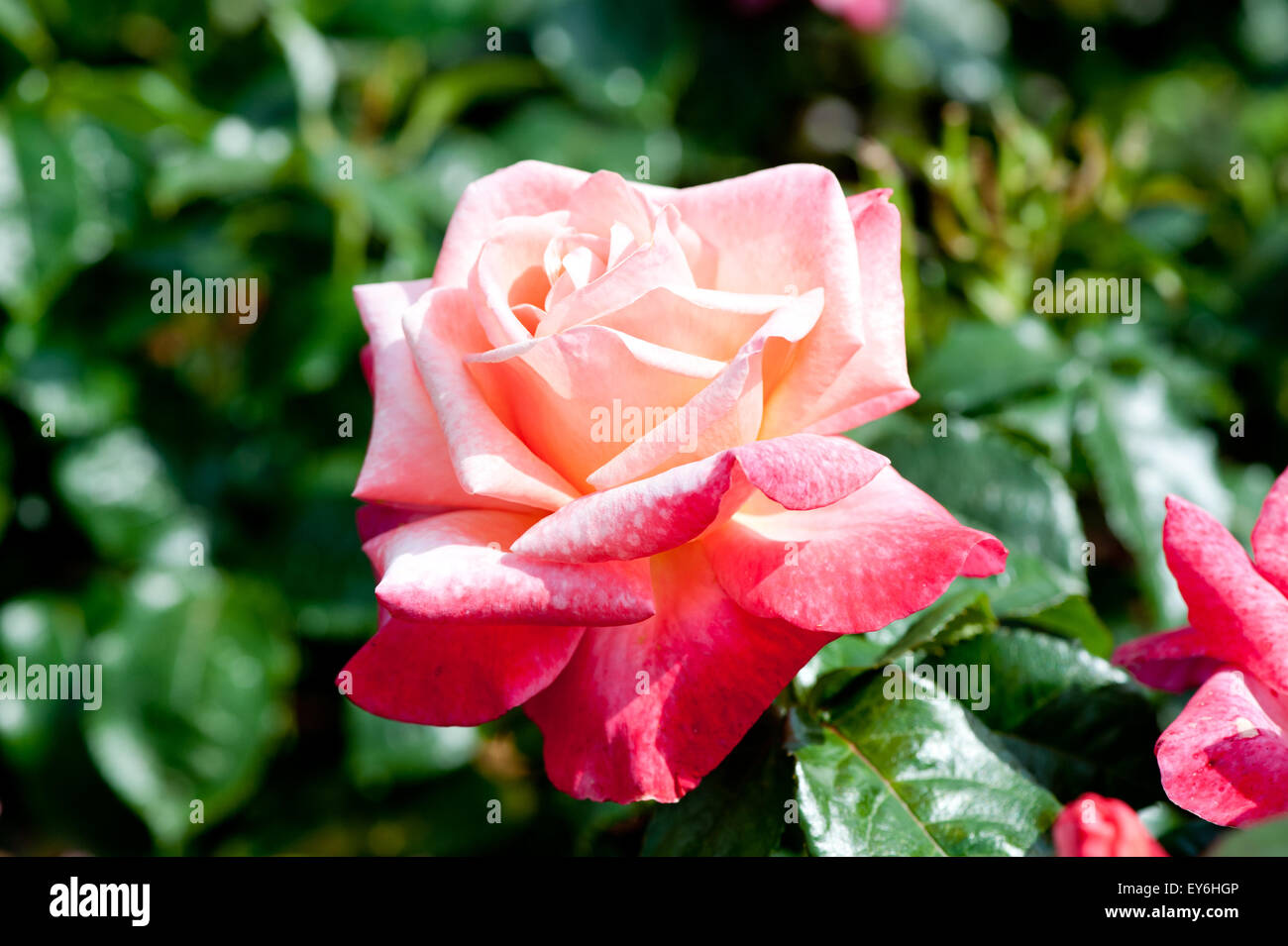 Beautiful red roses in the garden Stock Photo - Alamy