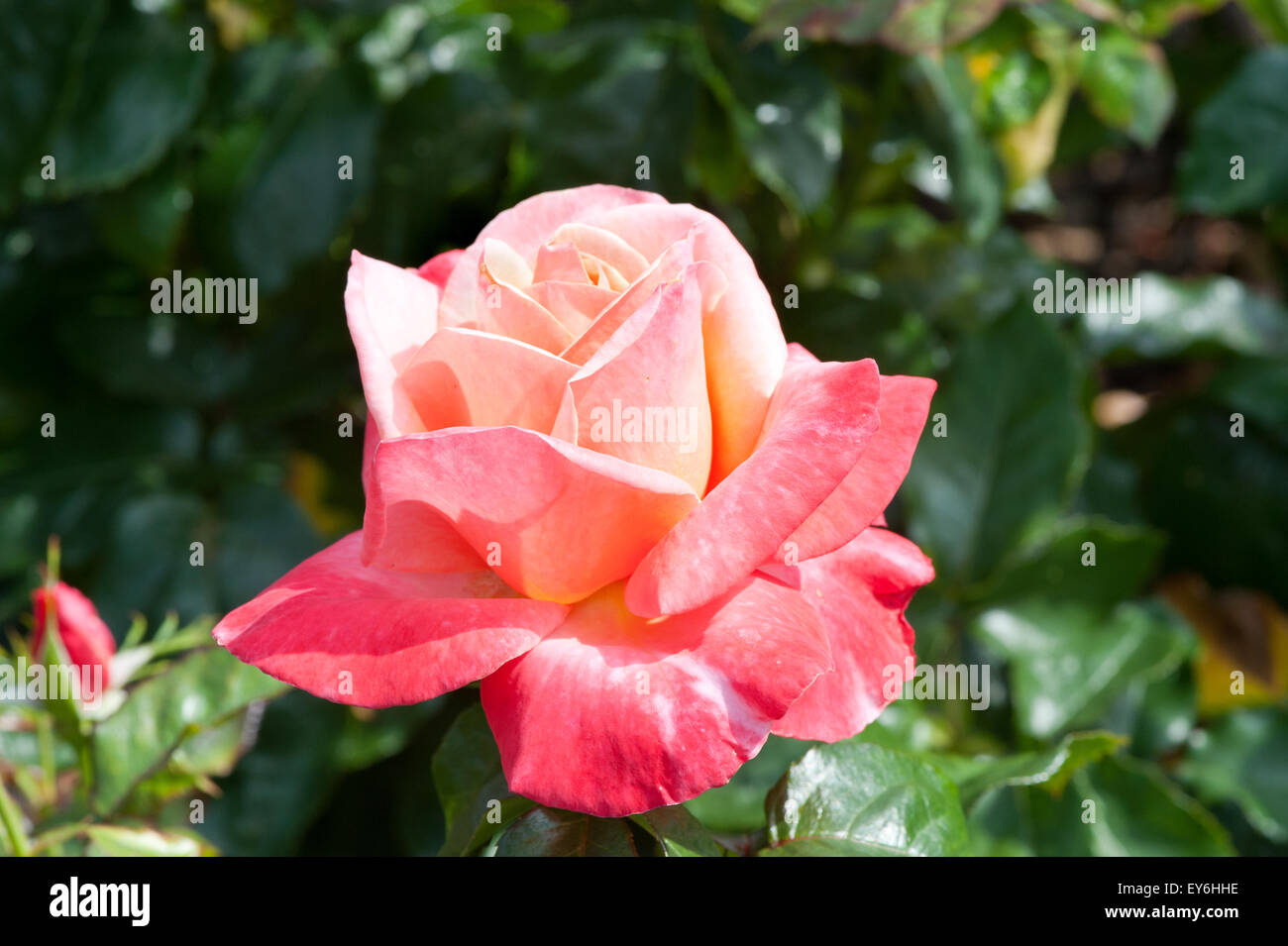 Beautiful colorful roses in the garden Stock Photo - Alamy