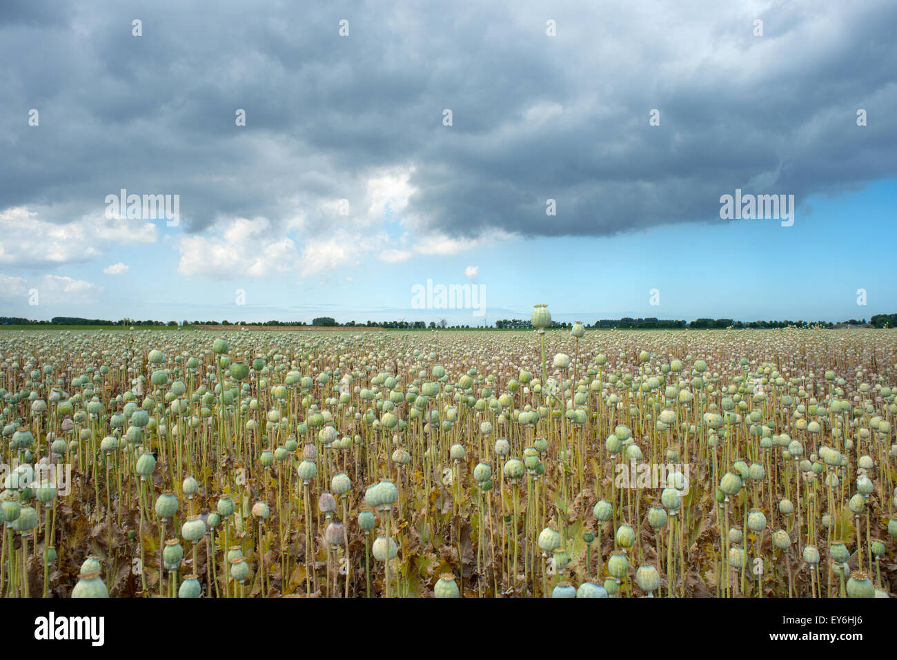 Opium Poppy Papaver somniferum crop seedpods growing in field ...
