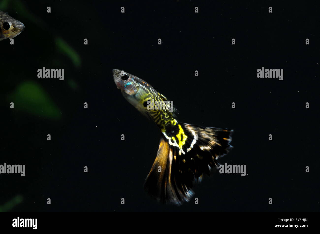 Guppy Multi Colored Fish Stock Photo - Alamy