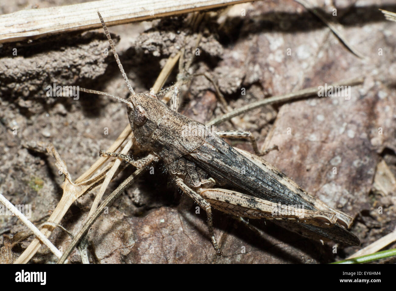 Glyptobothrus biguttulus hi-res stock photography and images - Alamy