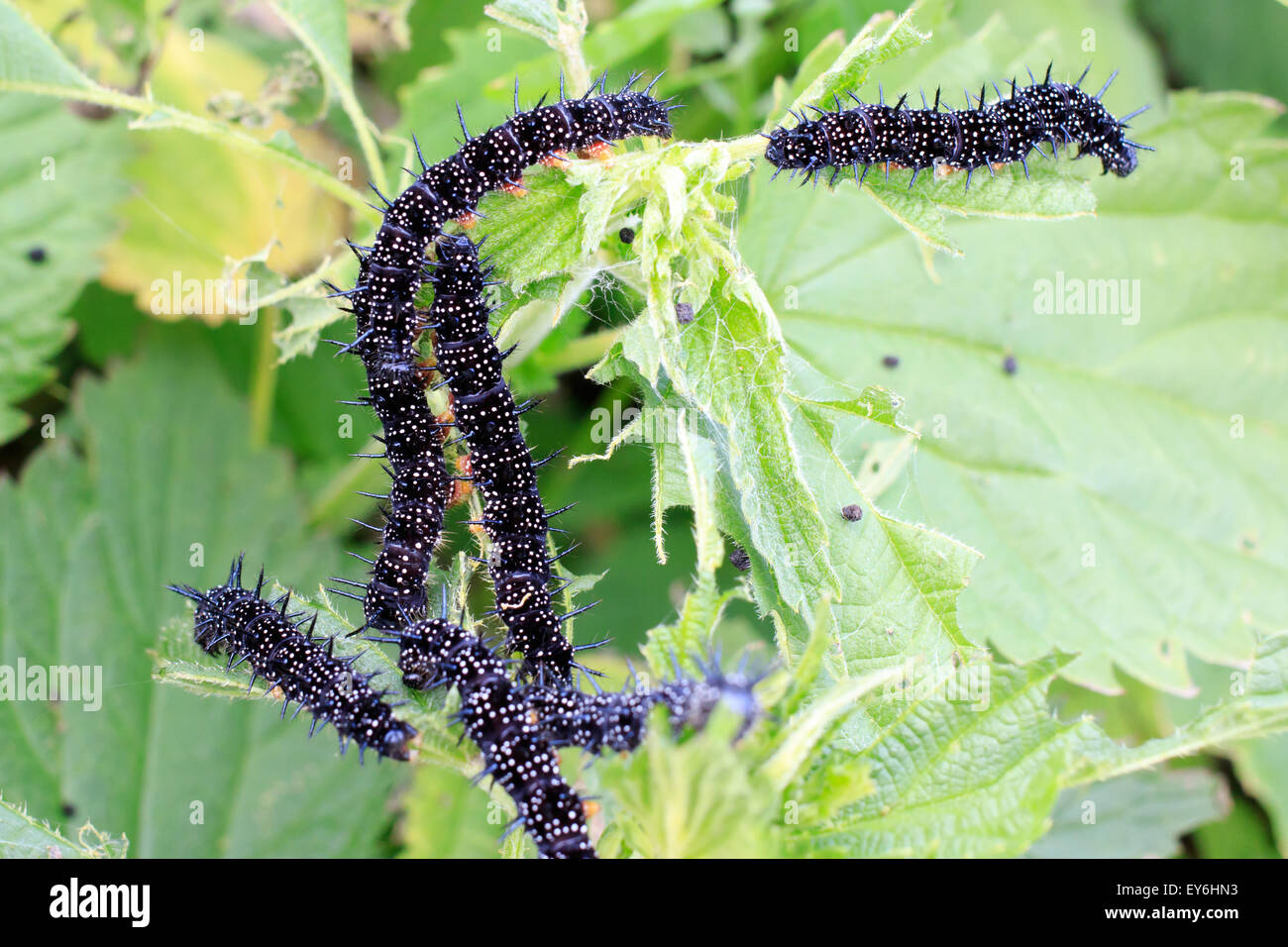 Inachis io, European Peacock butterfly. Butterfly Stock Photo - Alamy