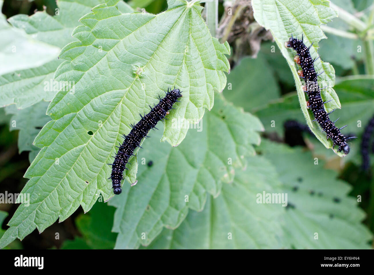 Inachis io, European Peacock butterfly. Butterfly Stock Photo - Alamy