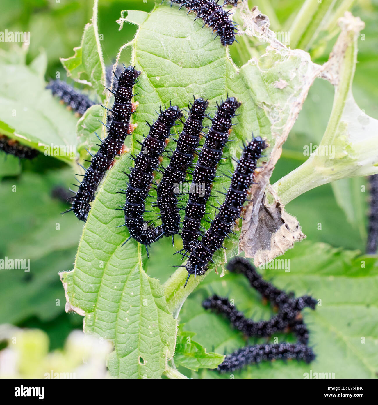 Inachis io, European Peacock butterfly. Butterfly Stock Photo - Alamy