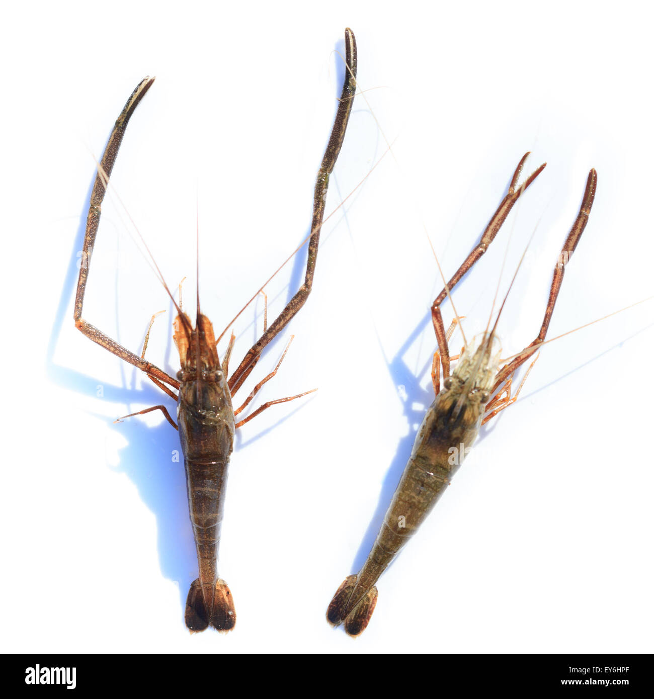 Macrobrachium High Resolution Stock Photography and Images - Alamy