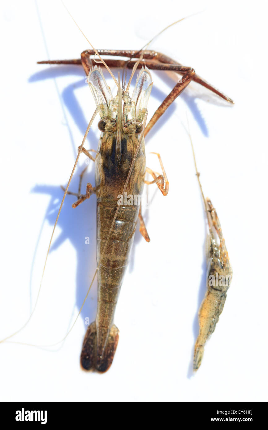 Macrobrachium High Resolution Stock Photography and Images - Alamy