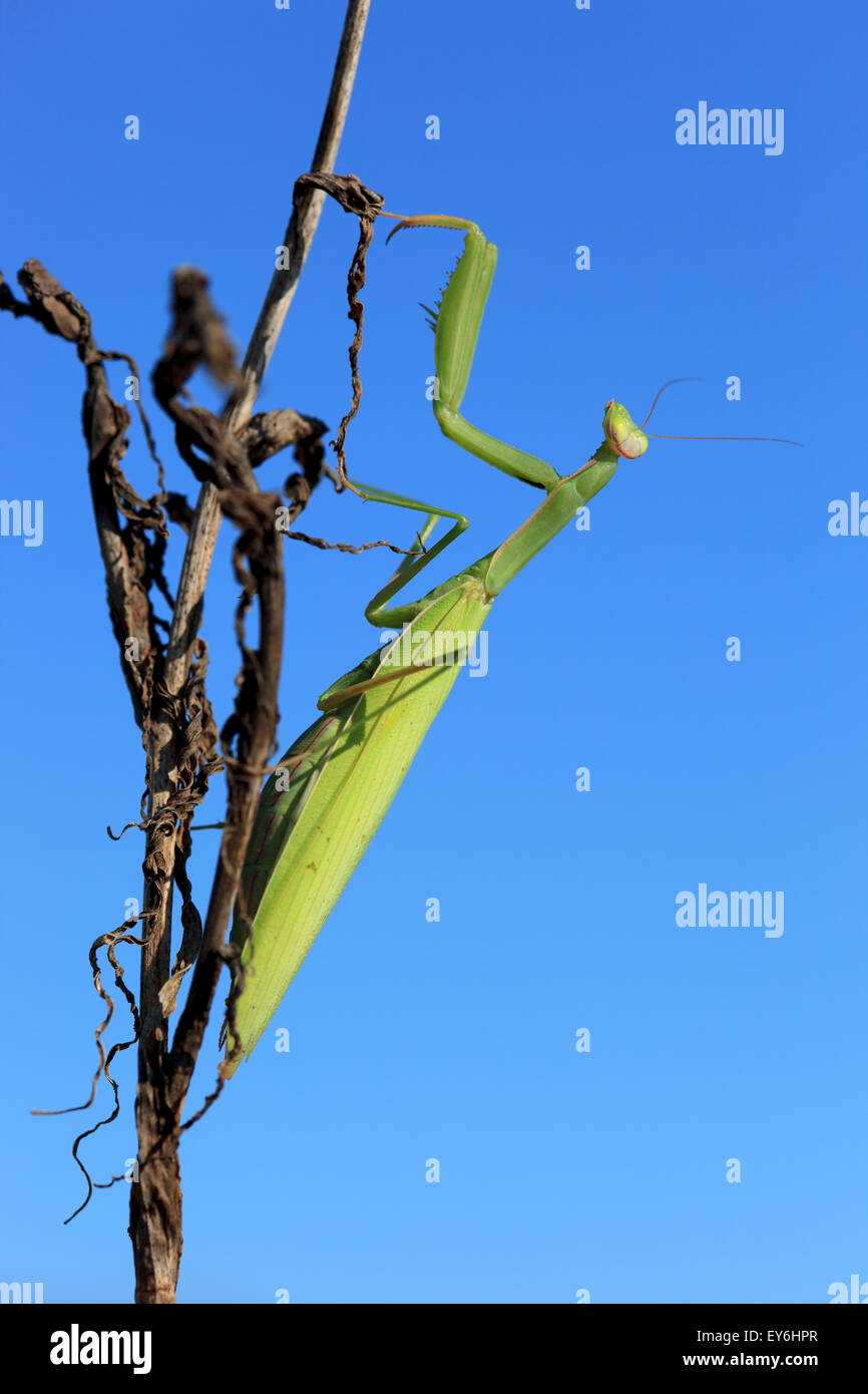 Mantis religiosa, European mantis. Pankino. Ryazan region, Pronsky area ...