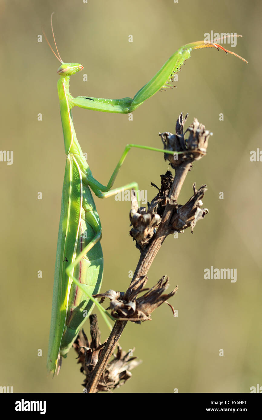 Mantis religiosa, European mantis. Pankino. Ryazan region, Pronsky area ...