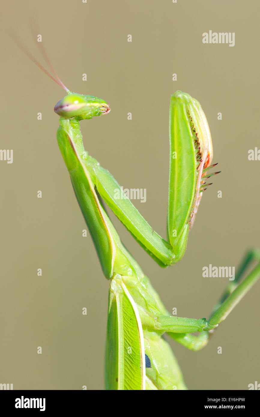 Mantis religiosa, European mantis. Pankino. Ryazan region, Pronsky area ...