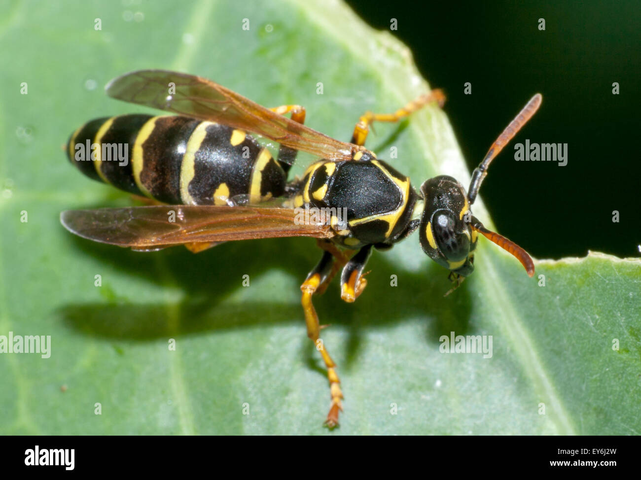 Polistes nimpha, Paper Wasp. Denisovo. Russia Stock Photo - Alamy