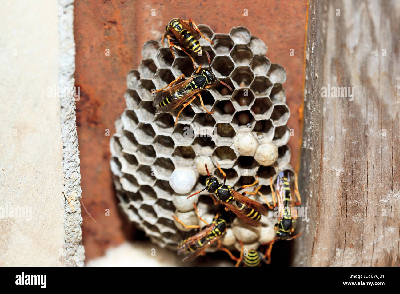 Polistes nimpha, Paper Wasp. Denisovo. Russia Stock Photo - Alamy