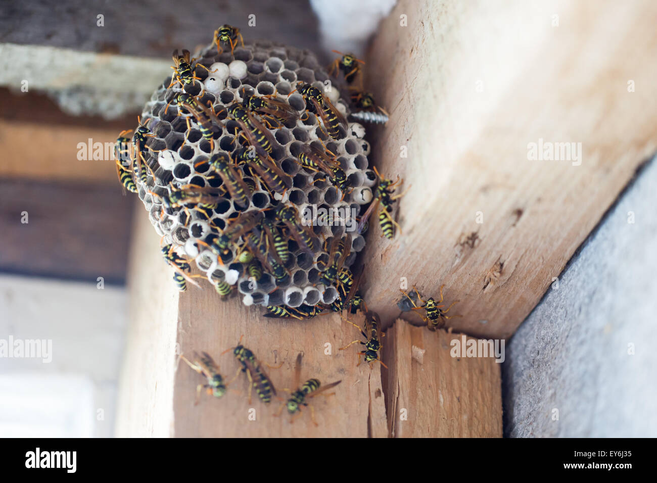 Polistes nimpha, Paper Wasp. Denisovo. Russia Stock Photo - Alamy