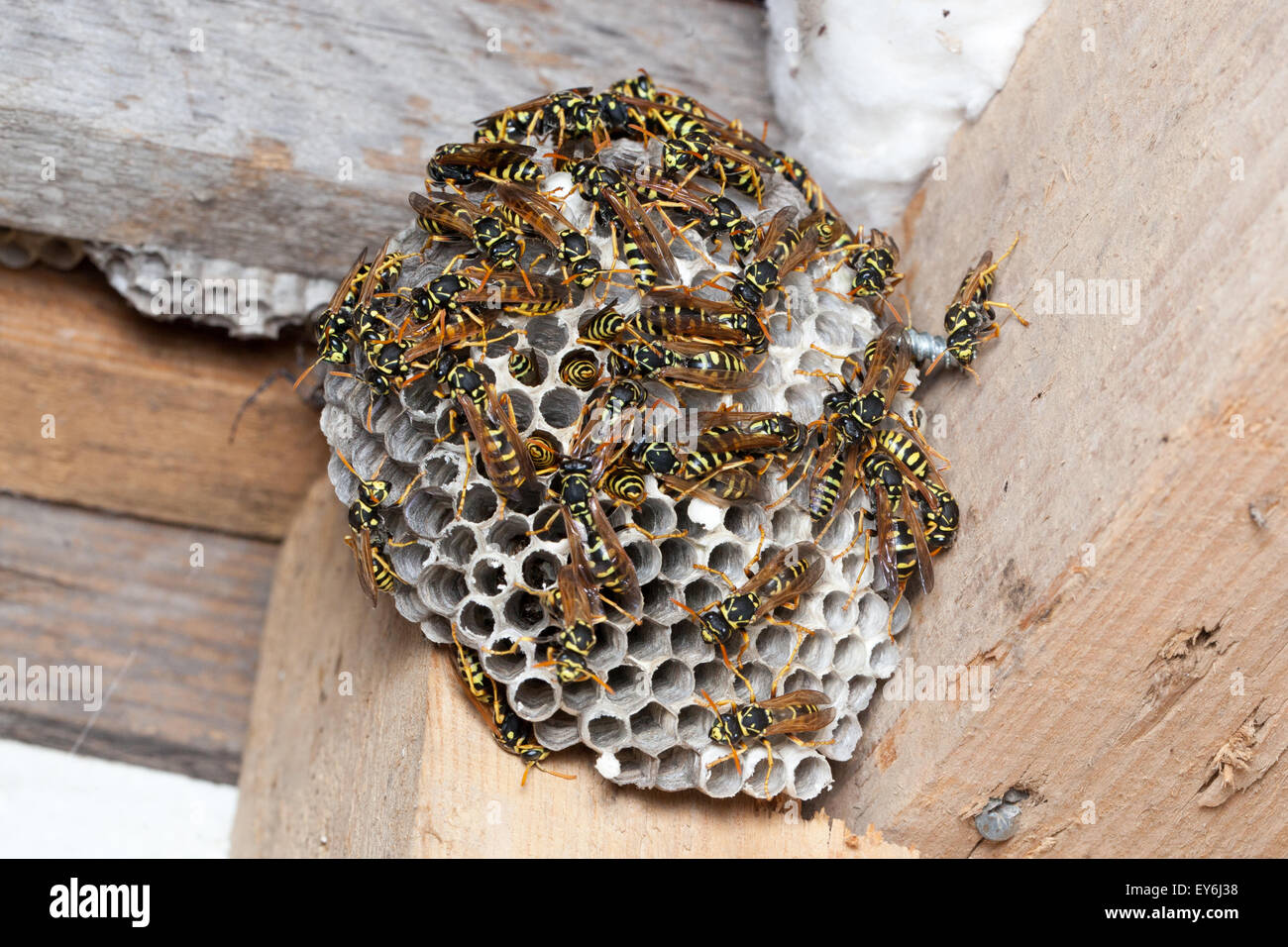 Polistes nimpha, Paper Wasp. Denisovo. Russia Stock Photo - Alamy