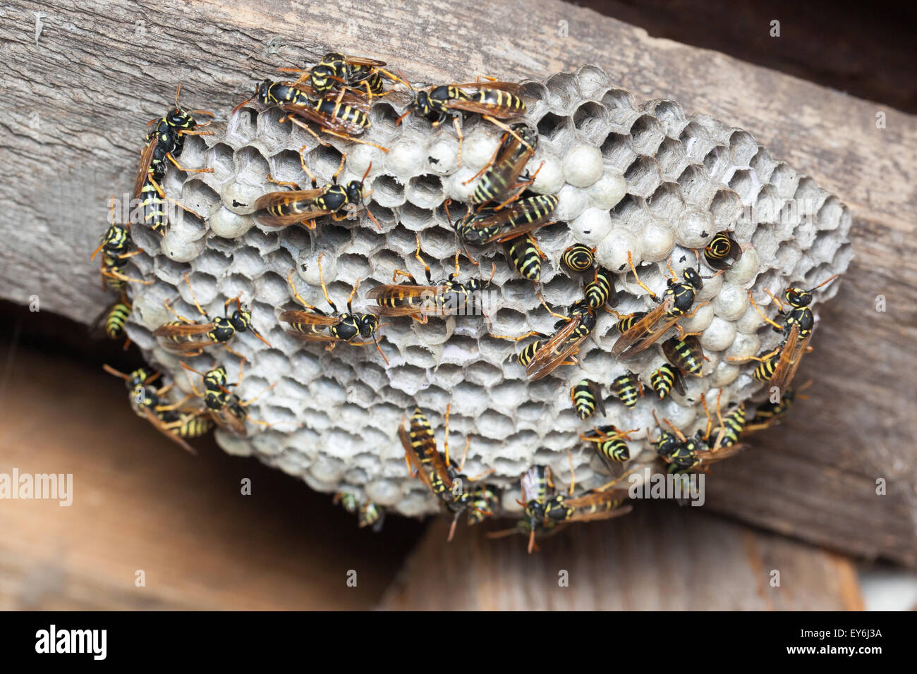 Polistes nimpha, Paper Wasp. Denisovo. Russia Stock Photo - Alamy