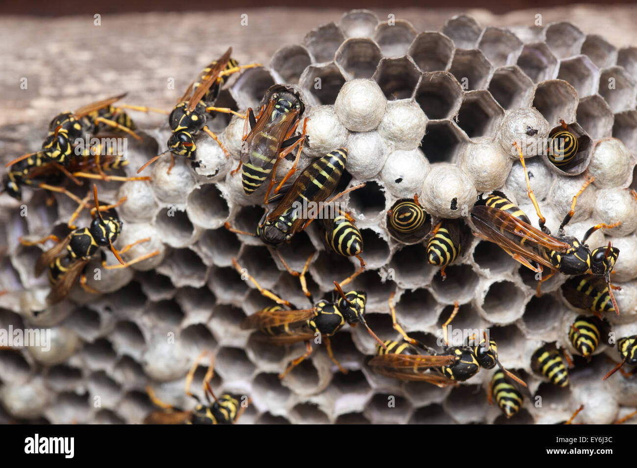 Polistes nimpha, Paper Wasp. Denisovo. Russia Stock Photo - Alamy