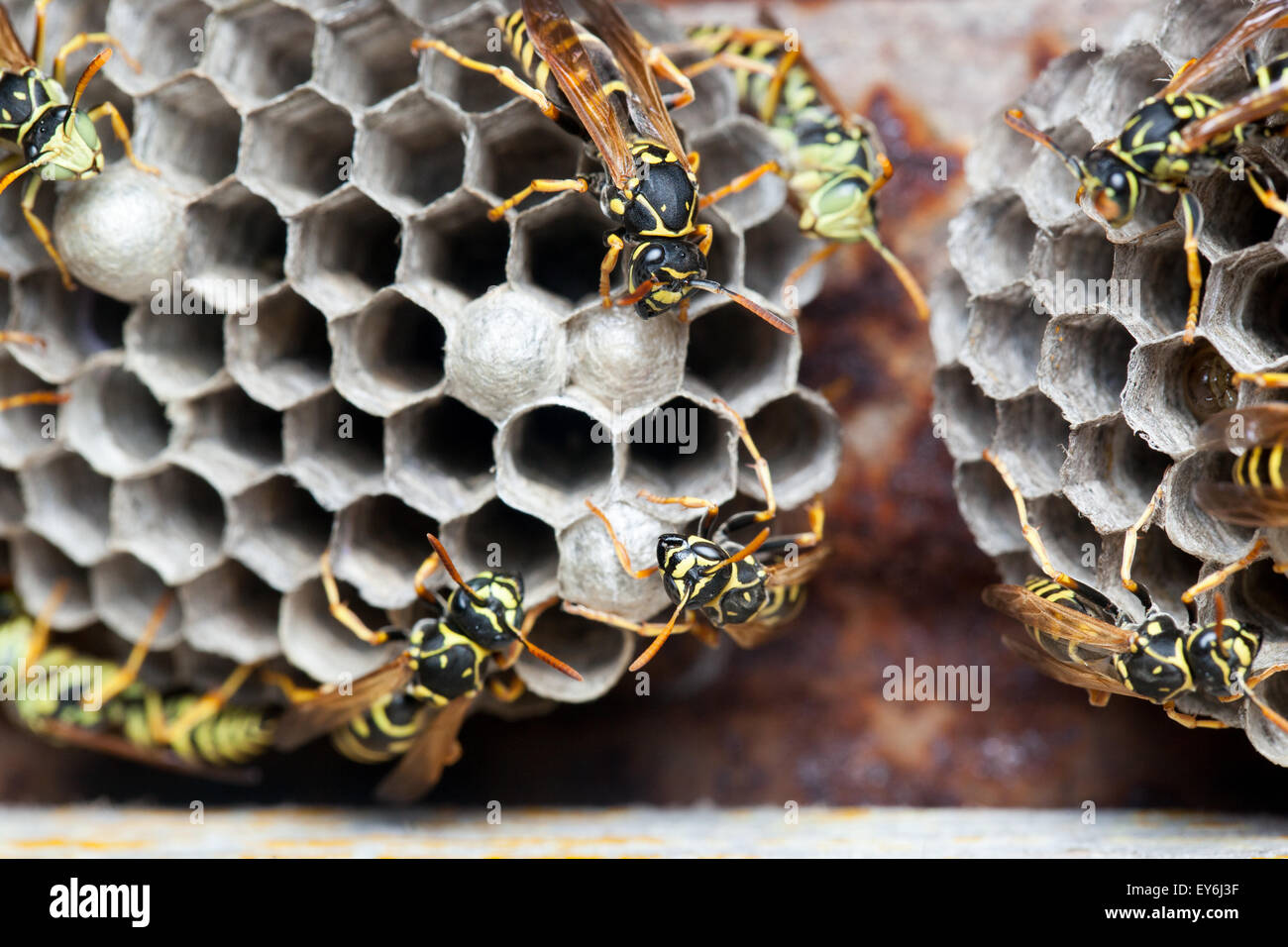 Polistes nimpha, Paper Wasp. Denisovo. Russia Stock Photo - Alamy