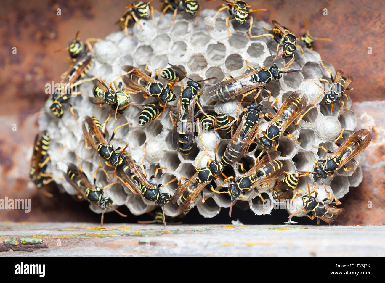 Polistes nimpha, Paper Wasp. Denisovo. Russia Stock Photo - Alamy