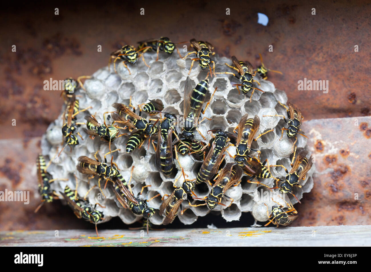 Polistes nimpha, Paper Wasp. Denisovo. Russia Stock Photo - Alamy