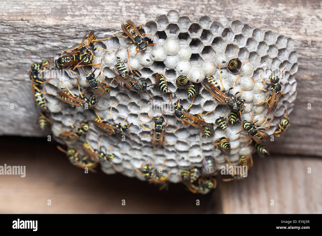 Polistes nimpha, Paper Wasp. Denisovo. Russia Stock Photo - Alamy