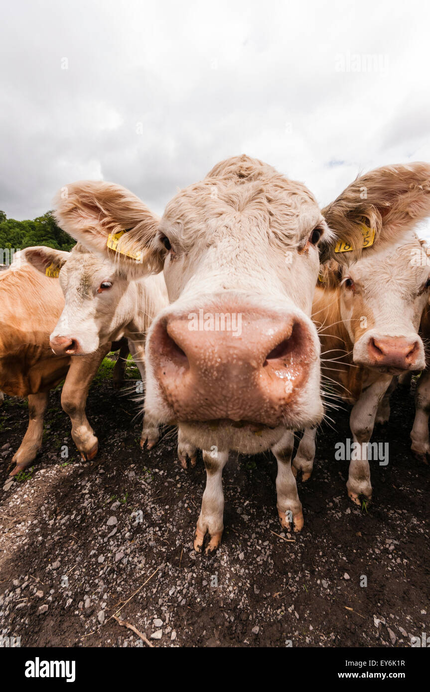 Cows get close up Stock Photo - Alamy