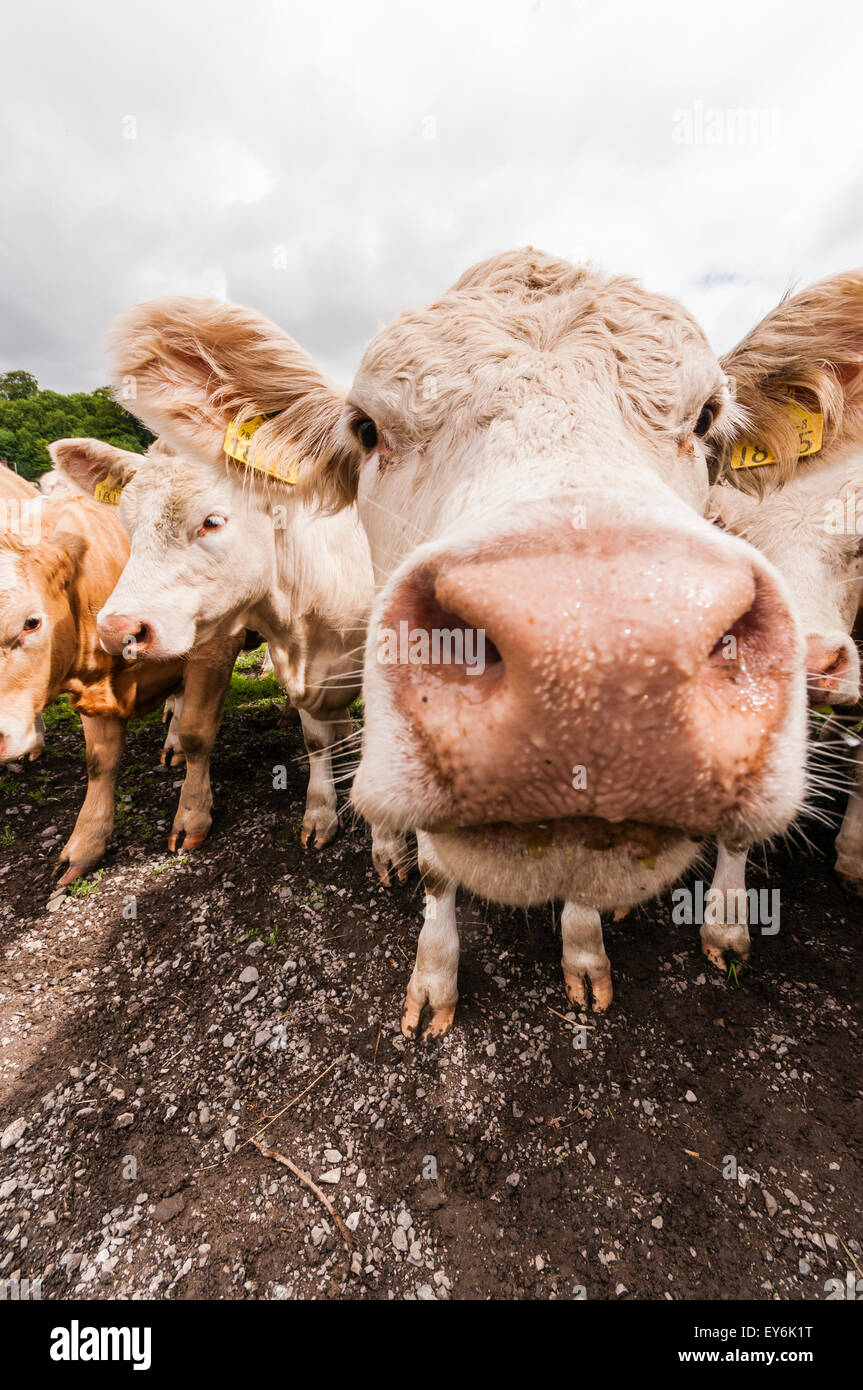 Scary cows hi-res stock photography and images - Alamy
