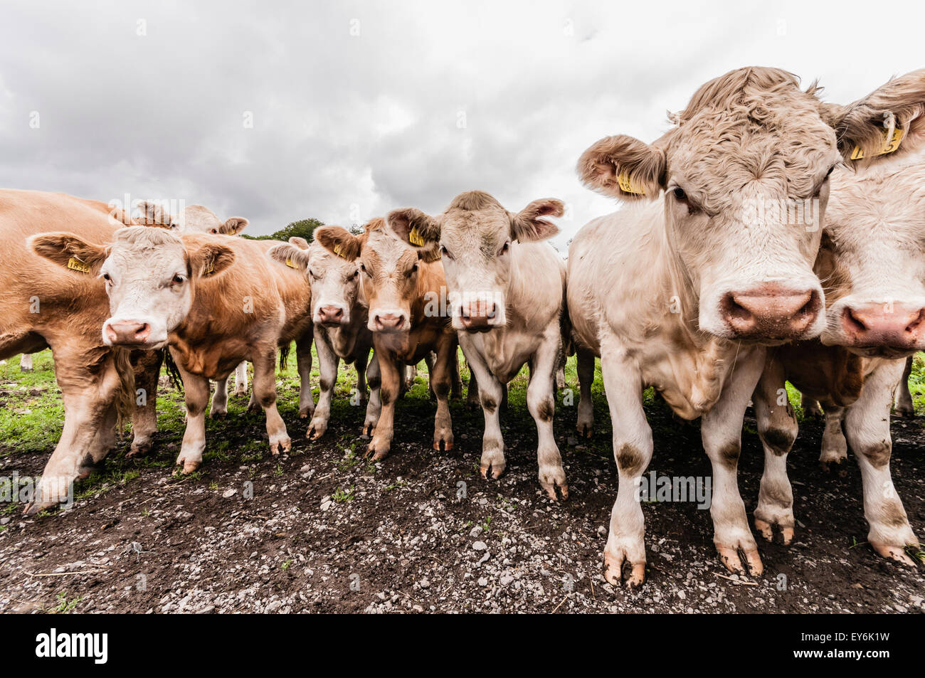 Cow in muddy field cow standing in a field hi-res stock photography and ...