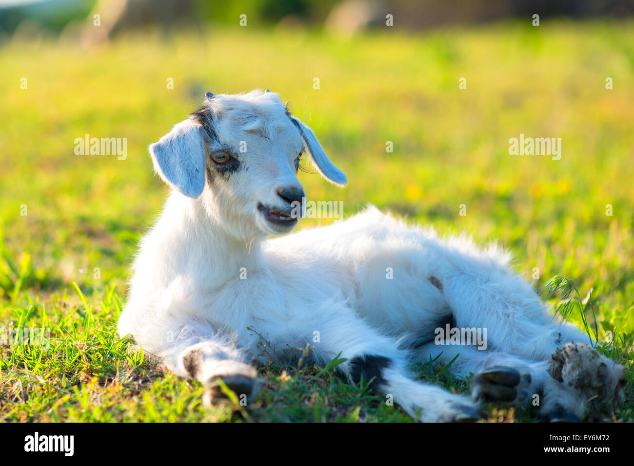Adorable little lamb hi-res stock photography and images - Alamy