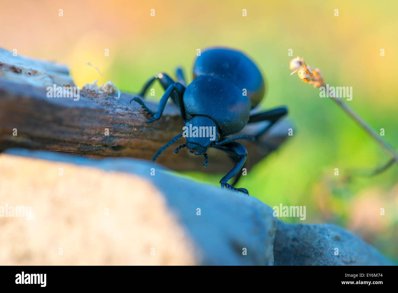 beetle on a stick isolated Stock Photo - Alamy
