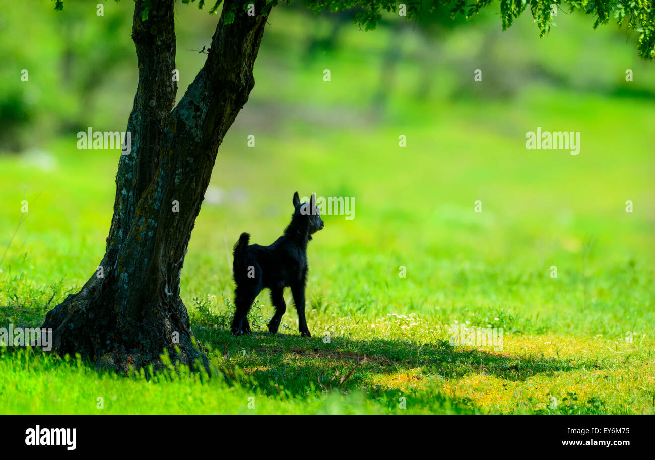 little newborn lamb in springtime near a tree Stock Photo - Alamy
