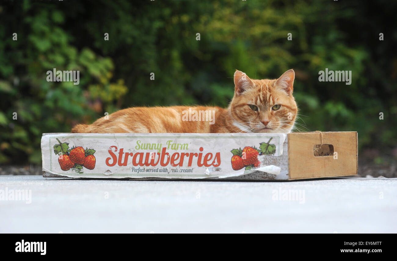 GRUMPY LOOKING GINGER CAT LYING IN STRAWBERRY BOX RE PET PETS CATS FED ...