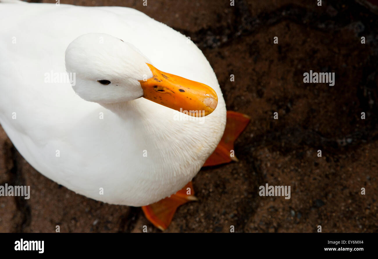 White Duck Feet High Resolution Stock Photography and Images - Alamy