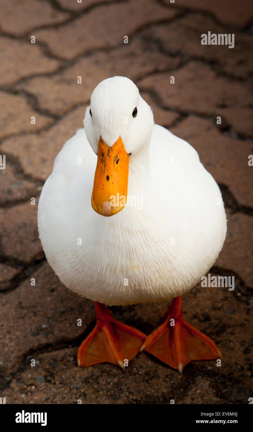 Webbed feet of duck hi-res stock photography and images - Alamy