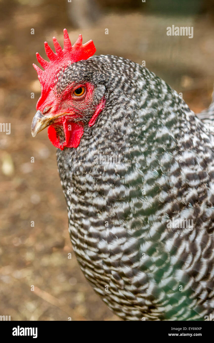 A close up portrait of a hen Stock Photo - Alamy
